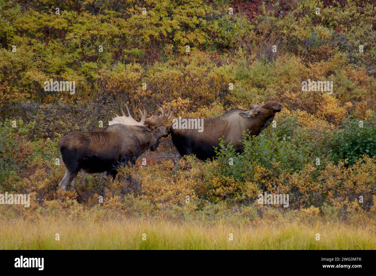 moose, Alces alces, bull sniffs a cow in heat during mating season in ...