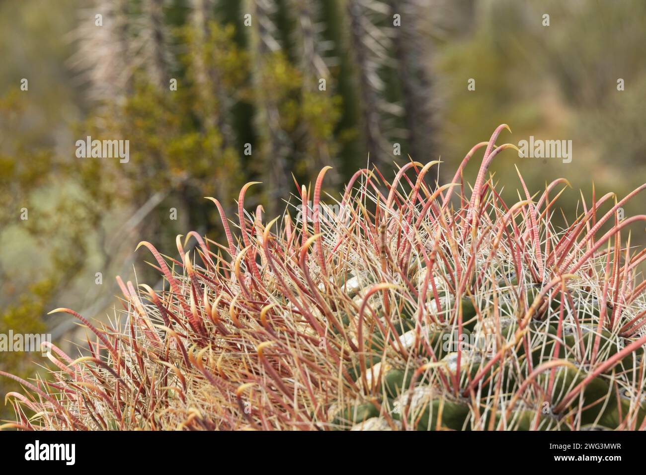 Fishhook barrel cactus hi-res stock photography and images - Alamy