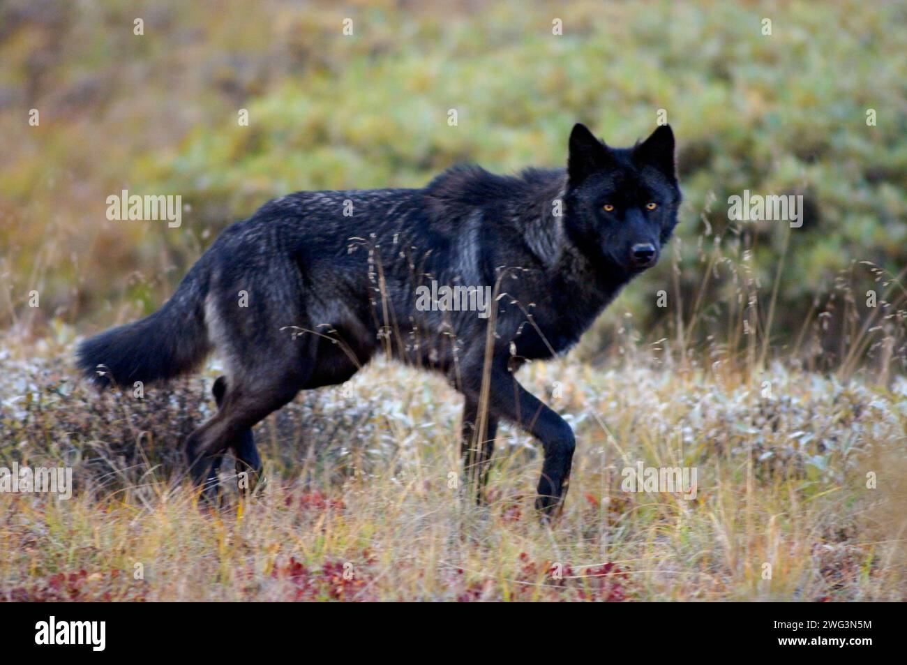 gray wolf, Canis lupus, black adult walking on the fall tundra of ...