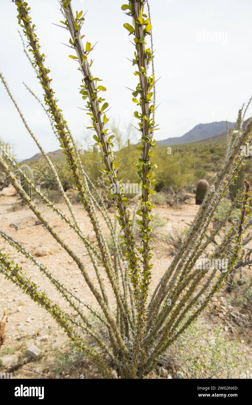 Ocotillo and saguaro cactus hi-res stock photography and images - Alamy