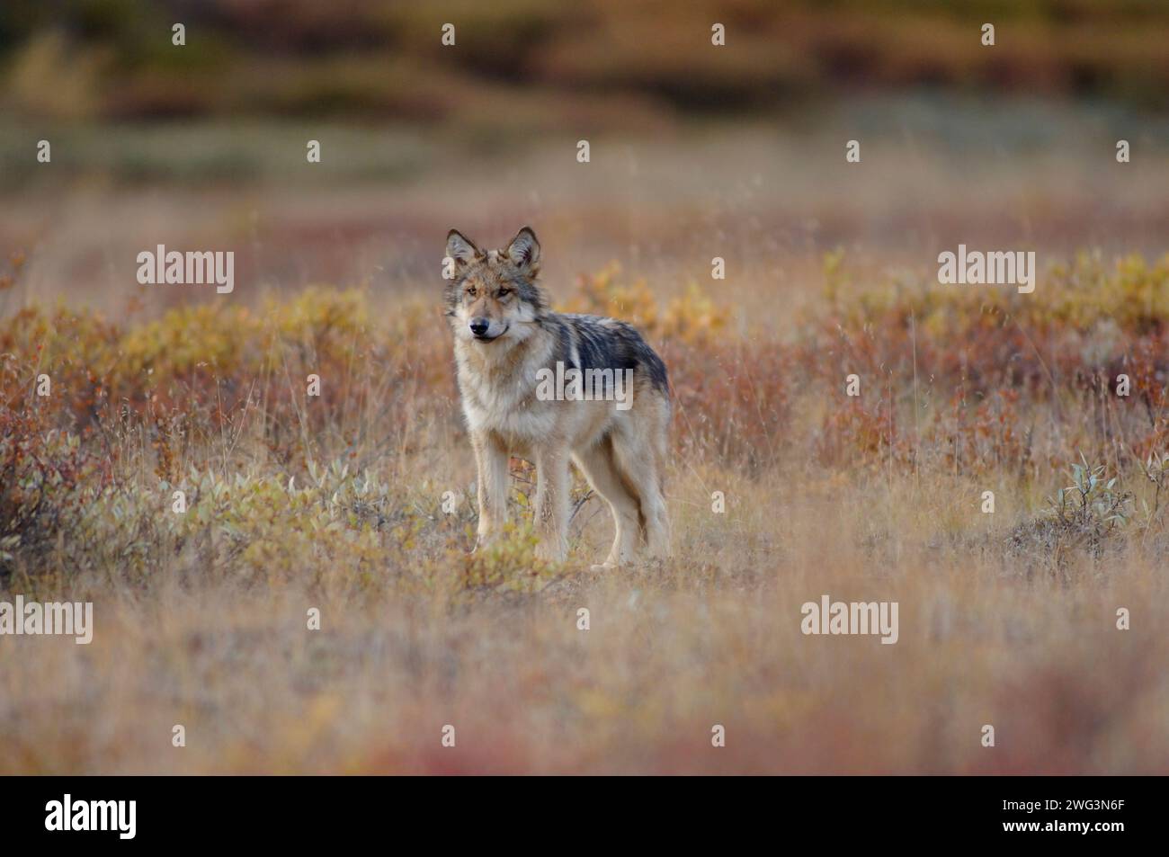gray wolf, Canis lupus, pup on the fall tundra of Denali National Park ...