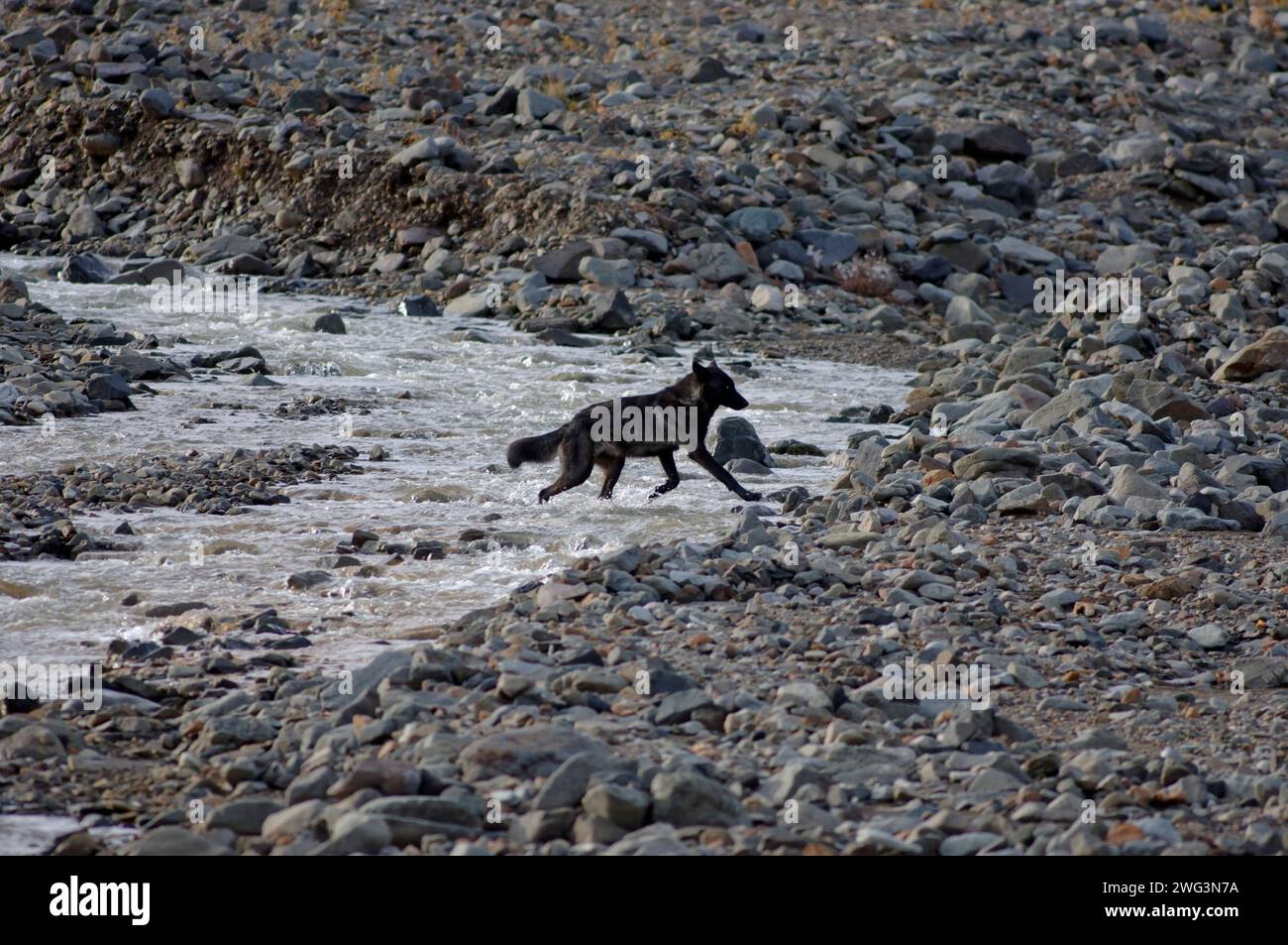 gray wolf, Canis lupus, black adult crossing a creek bed in Denali ...