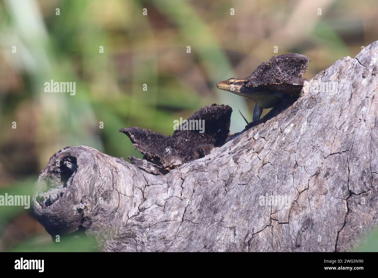 Mabuyen hi-res stock photography and images - Alamy