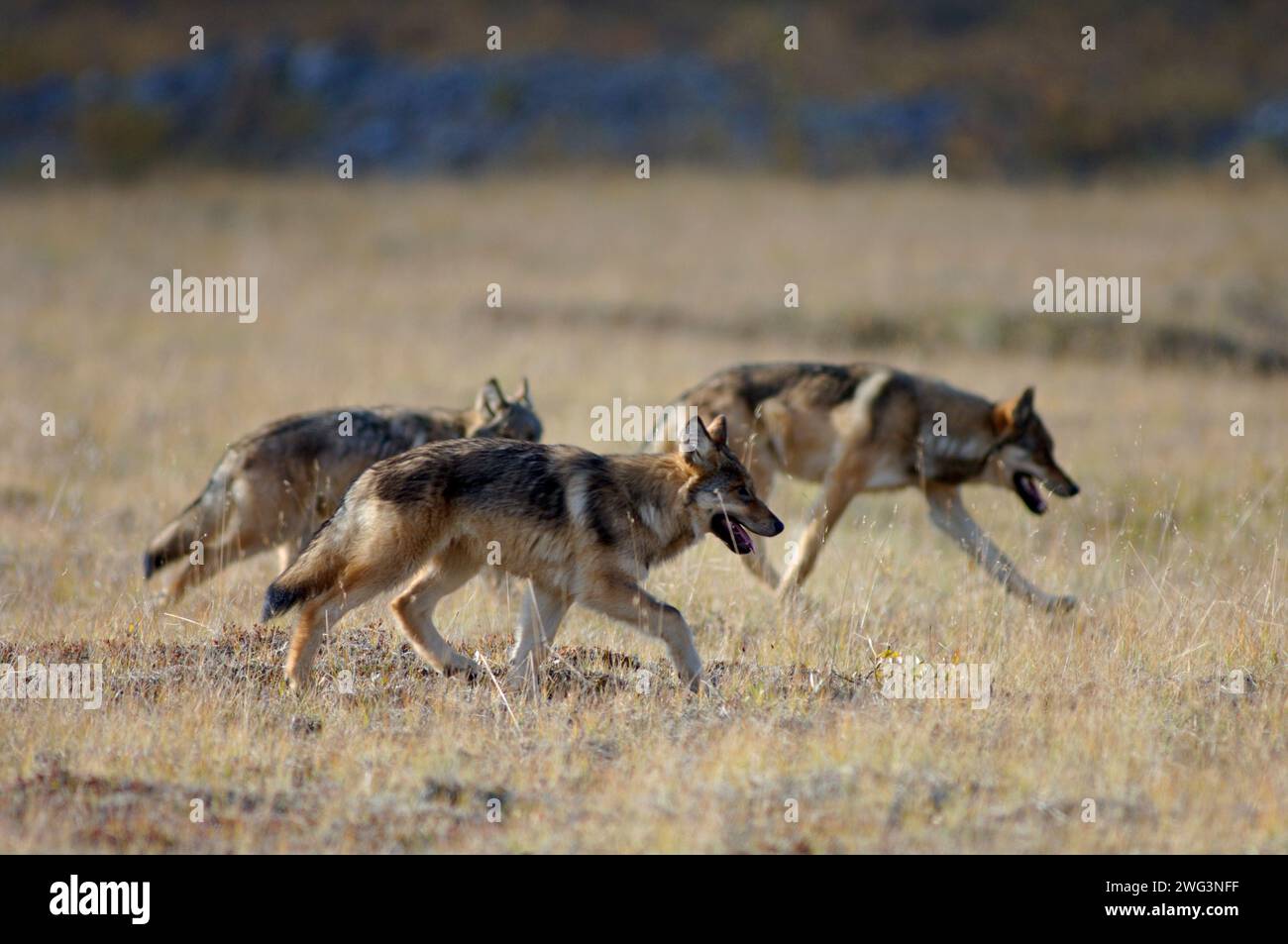 gray wolf, Canis lupus, pups walking on the fall tundra of Denali ...