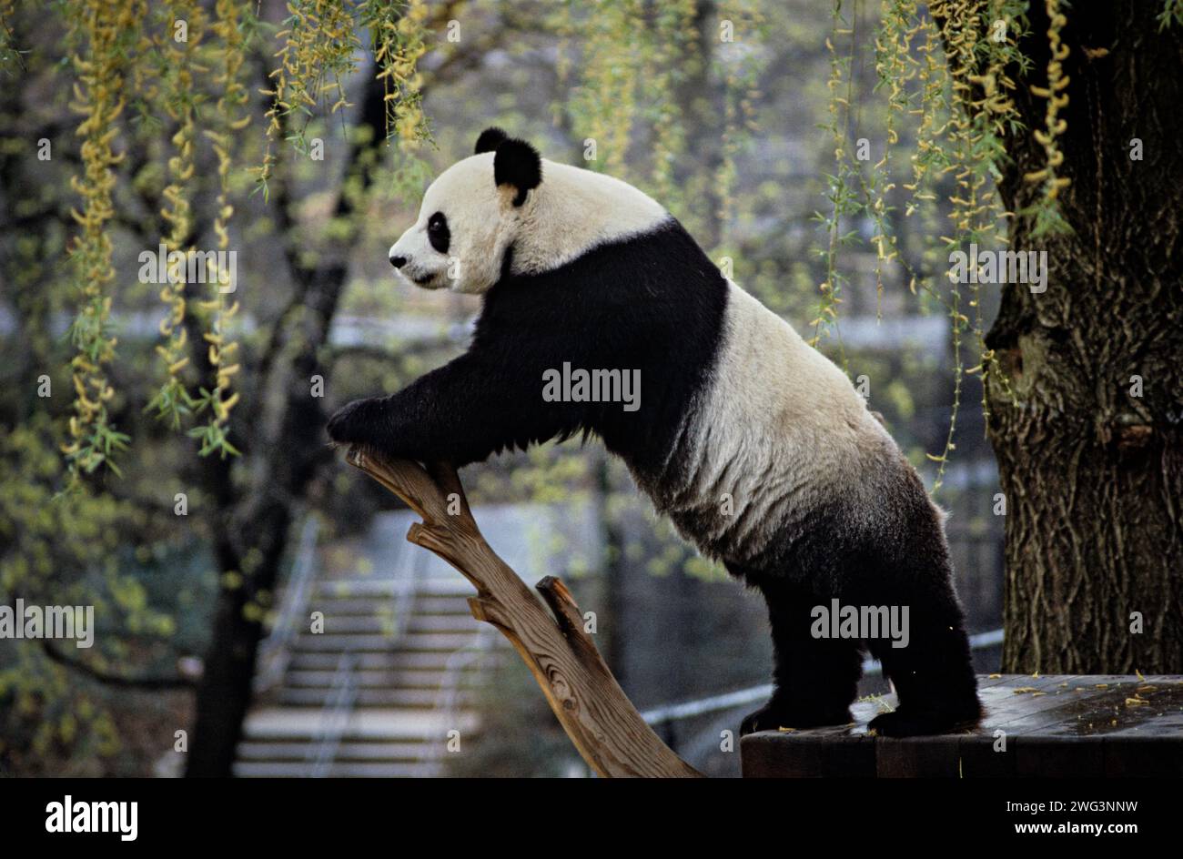 Ling ling panda hi-res stock photography and images - Alamy