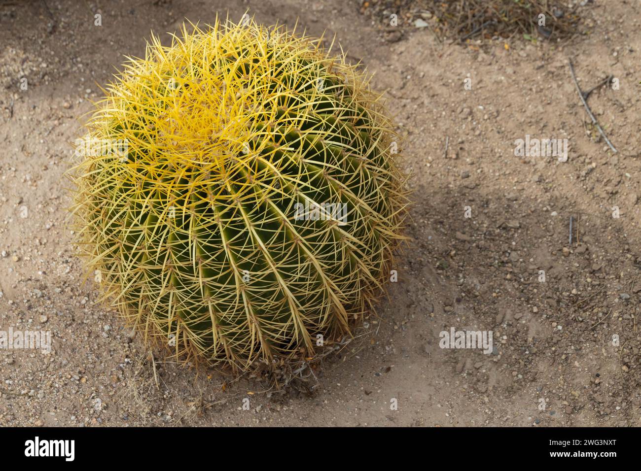 Barrel cactus close-up Stock Photo - Alamy