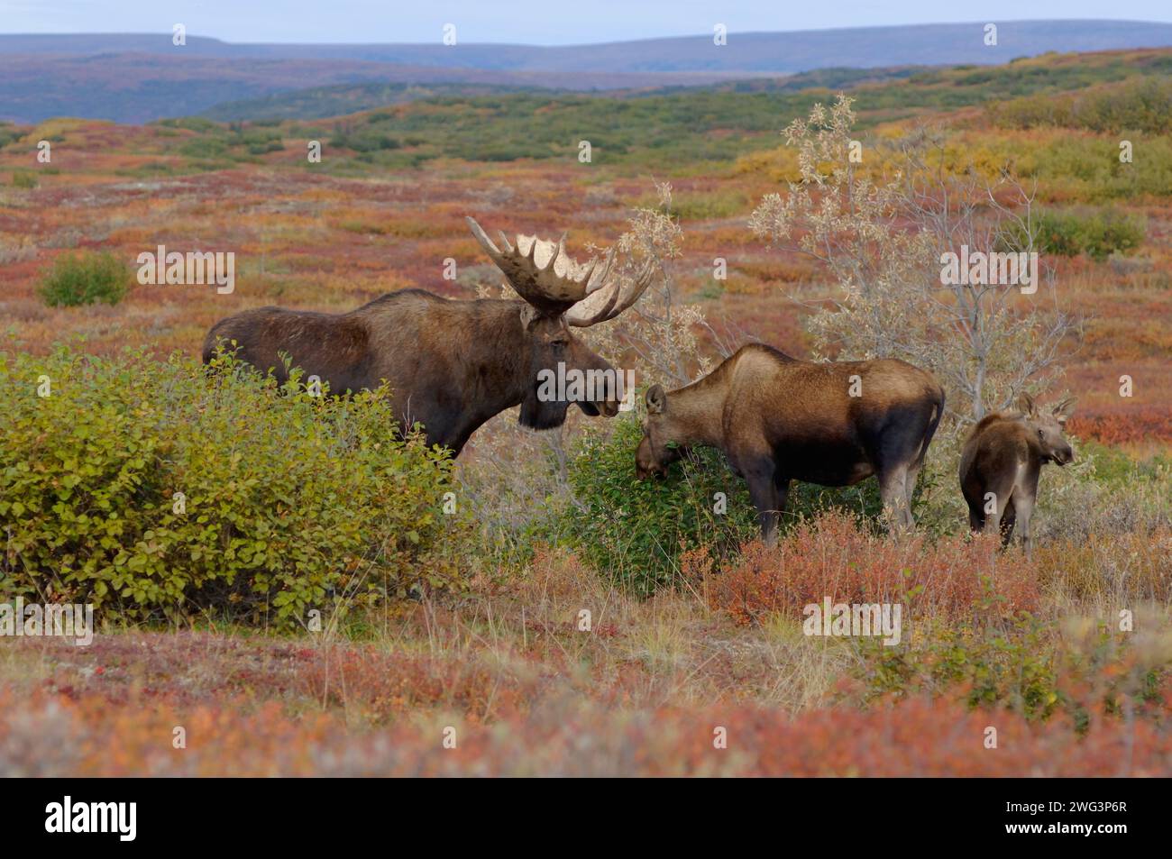 moose, Alces alces, bull with cow and calf feeding in fall colors ...