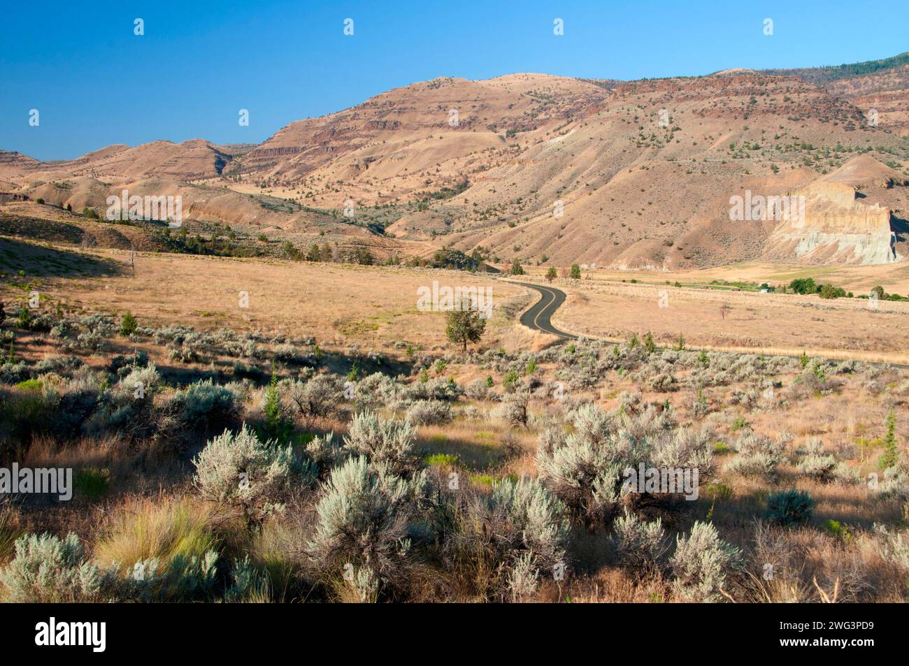 Sage grassland, John Day Fossil Beds National Monument-Sheep Rock Unit ...