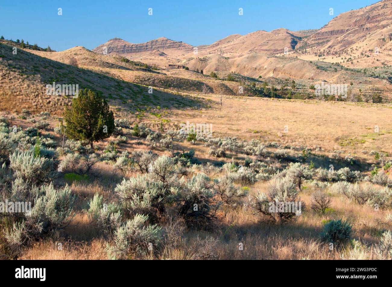 Sage grassland, John Day Fossil Beds National Monument-Sheep Rock Unit ...