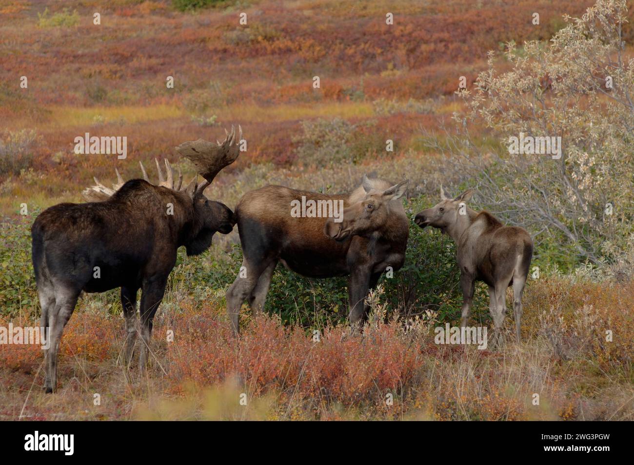 moose, Alces alces, bull sniffing a cow with a calf in fall colors ...