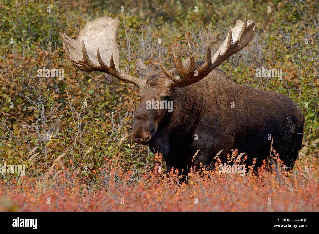 moose, Alces alces, bull with large antlers in fall colors, Denali ...