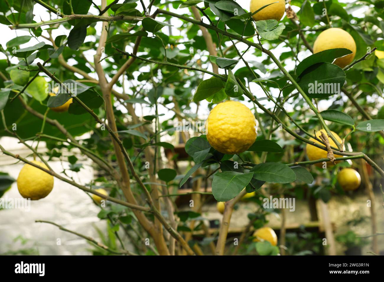 Lemon tree with ripe fruits in greenhouse Stock Photo - Alamy