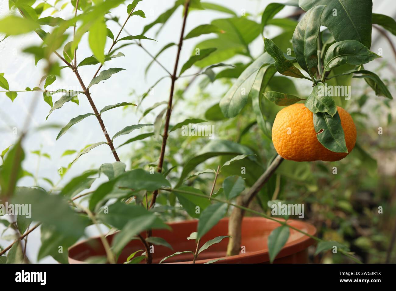 Potted tangerine tree with ripe fruit in greenhouse Stock Photo - Alamy