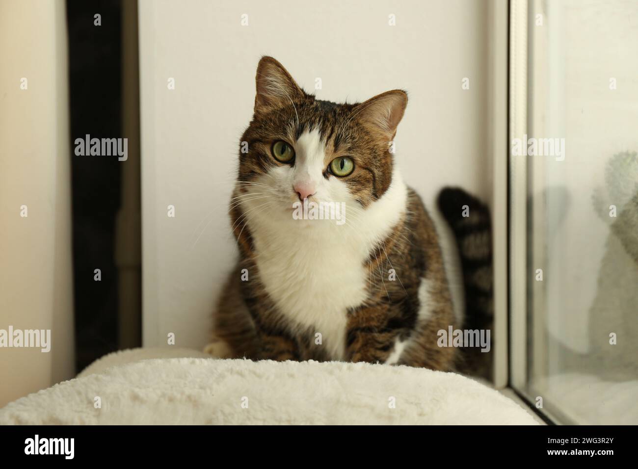 Cute cat on window sill at home. Adorable pet Stock Photo - Alamy
