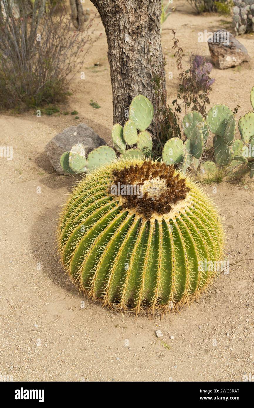 Barrel cactus close-up Stock Photo - Alamy