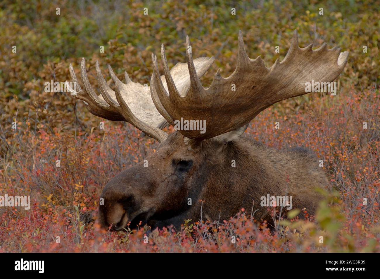 moose, Alces alces, bull with large antlers in resting in fall colors ...