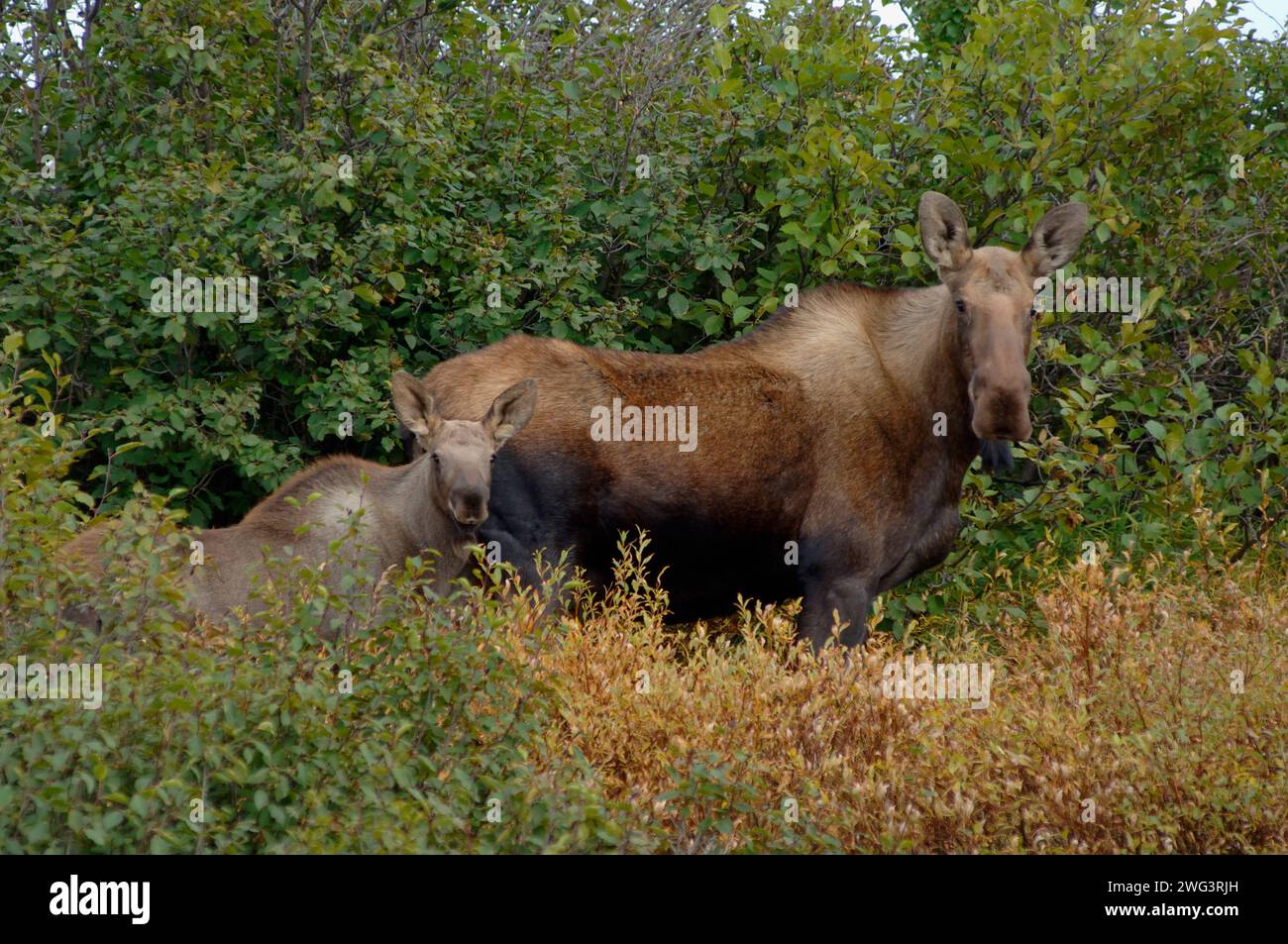 moose, Alces alces, cow with calf in fall colors, Denali National Park ...