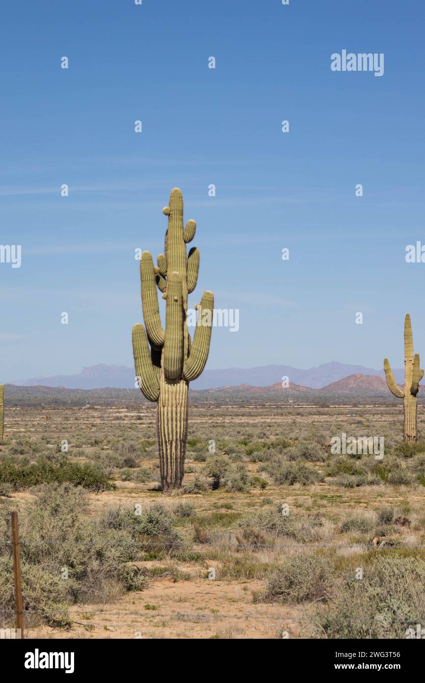 Tall cactus hi-res stock photography and images - Alamy