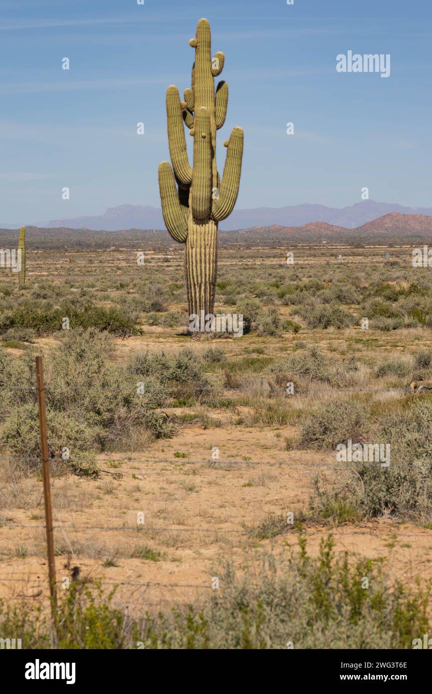 Tall saguaro cactus standing in Saguaro National Park, Arizona Stock ...