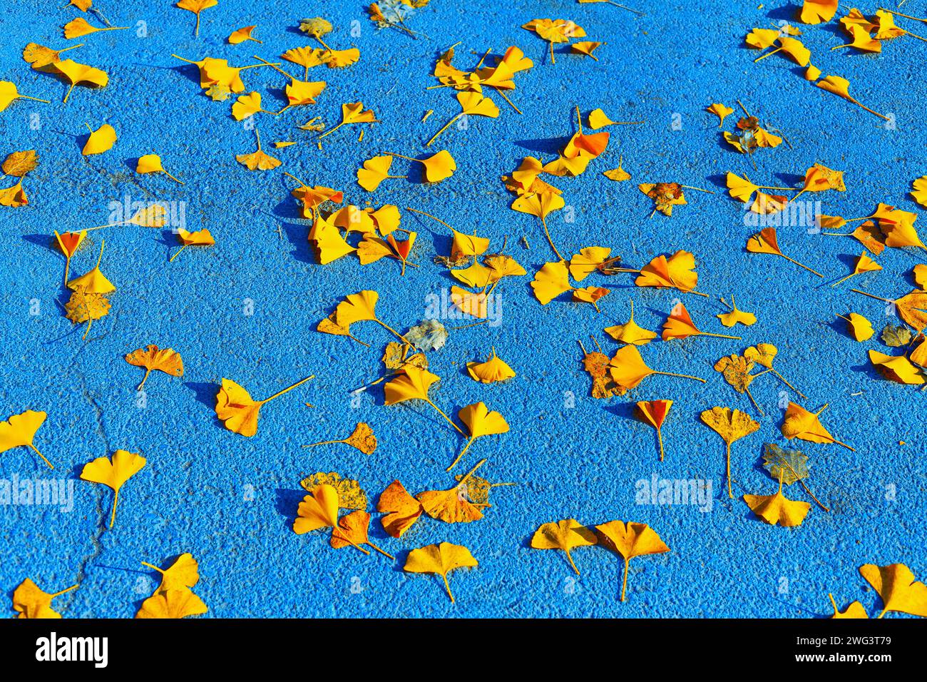 Fallen leaves of ginkgo on the blue concrete floor. Autumn leaves on ...
