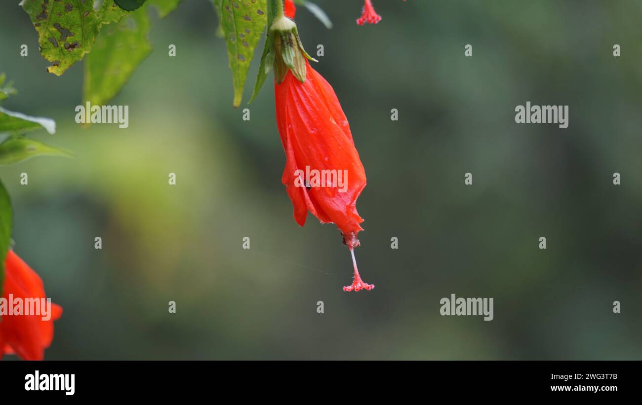 Malvaviscus (Turk's cap mallow, wax mallow, sleeping hibiscus, mazapan ...