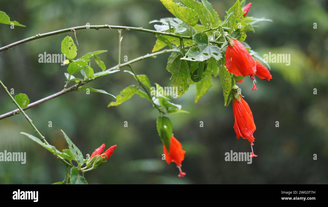 Malvaviscus (Turk's cap mallow, wax mallow, sleeping hibiscus, mazapan ...