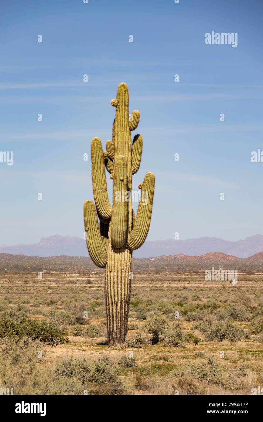Tall cactus hi-res stock photography and images - Alamy