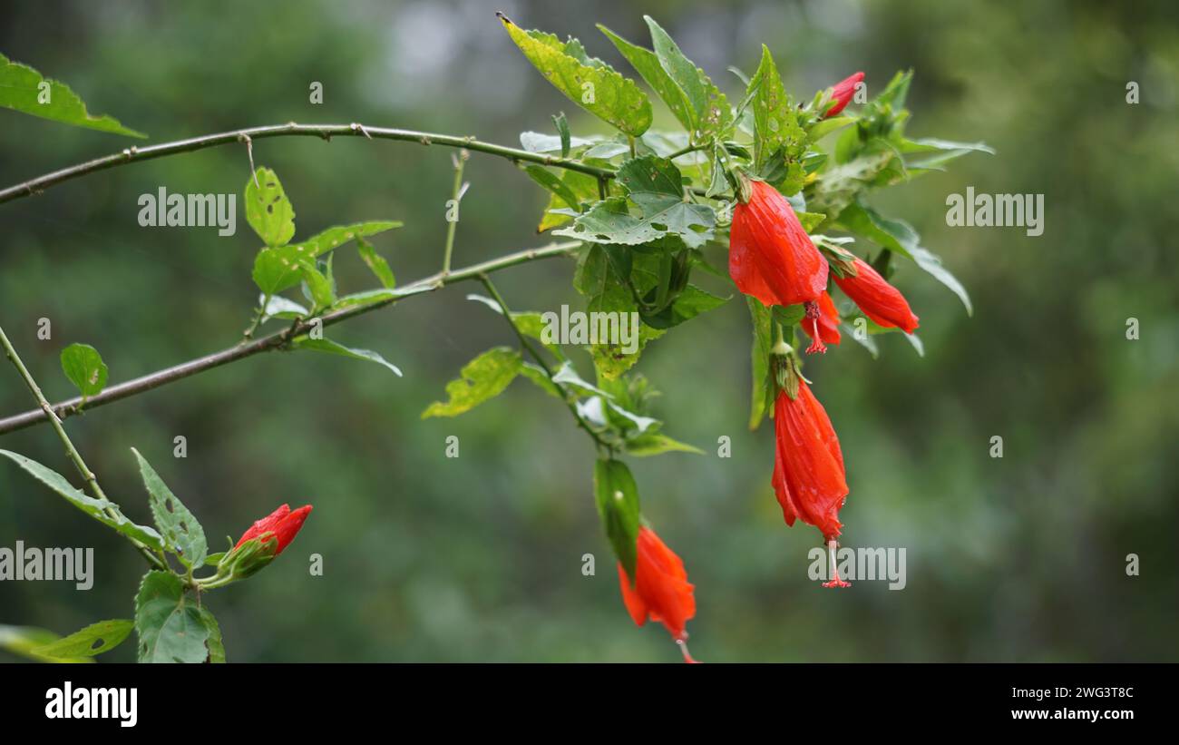 Malvaviscus (Turk's cap mallow, wax mallow, sleeping hibiscus, mazapan ...
