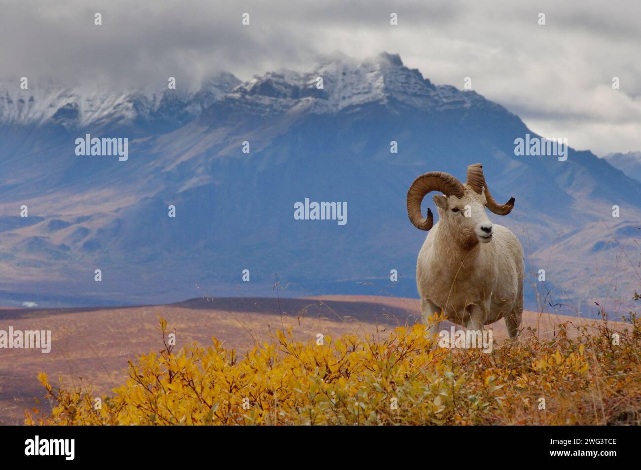 dall sheep, Ovis dalli, ram on a hillside during fall colors, Denali ...