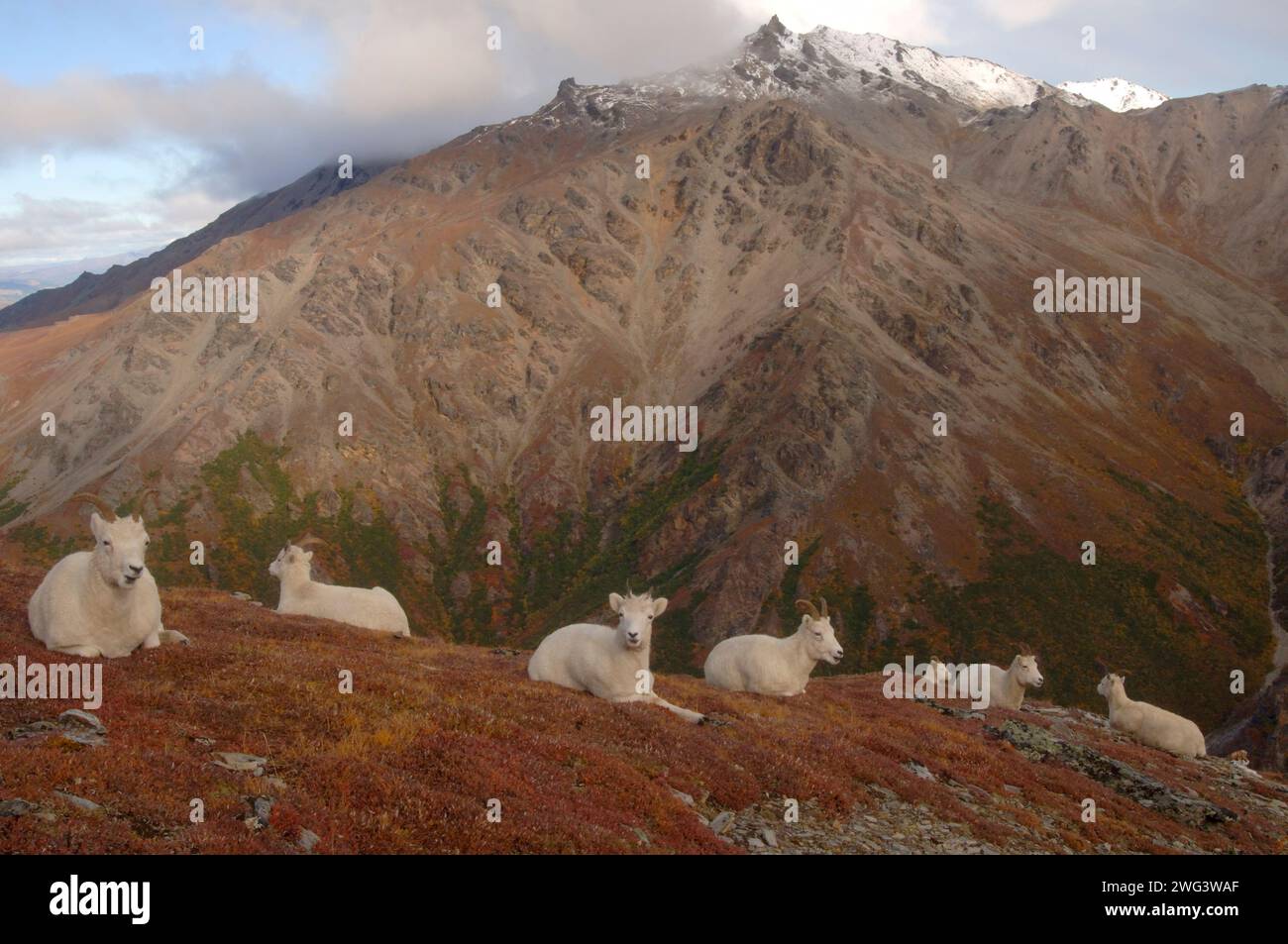 dall sheep, Ovis dalli, resting on a hillside in Denali National Park ...