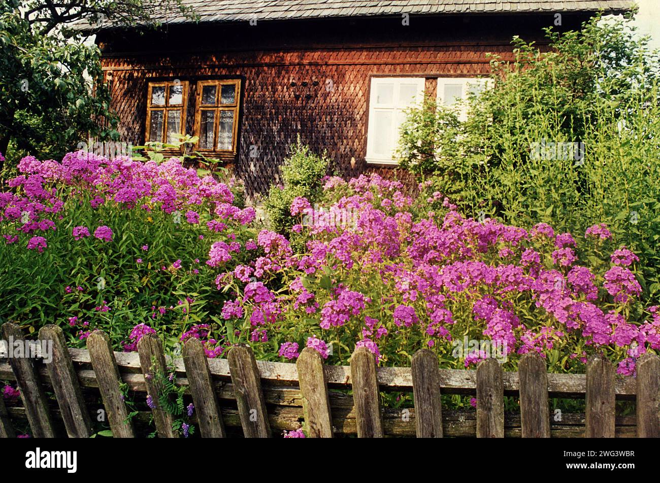 Plants in shingles hi-res stock photography and images - Alamy
