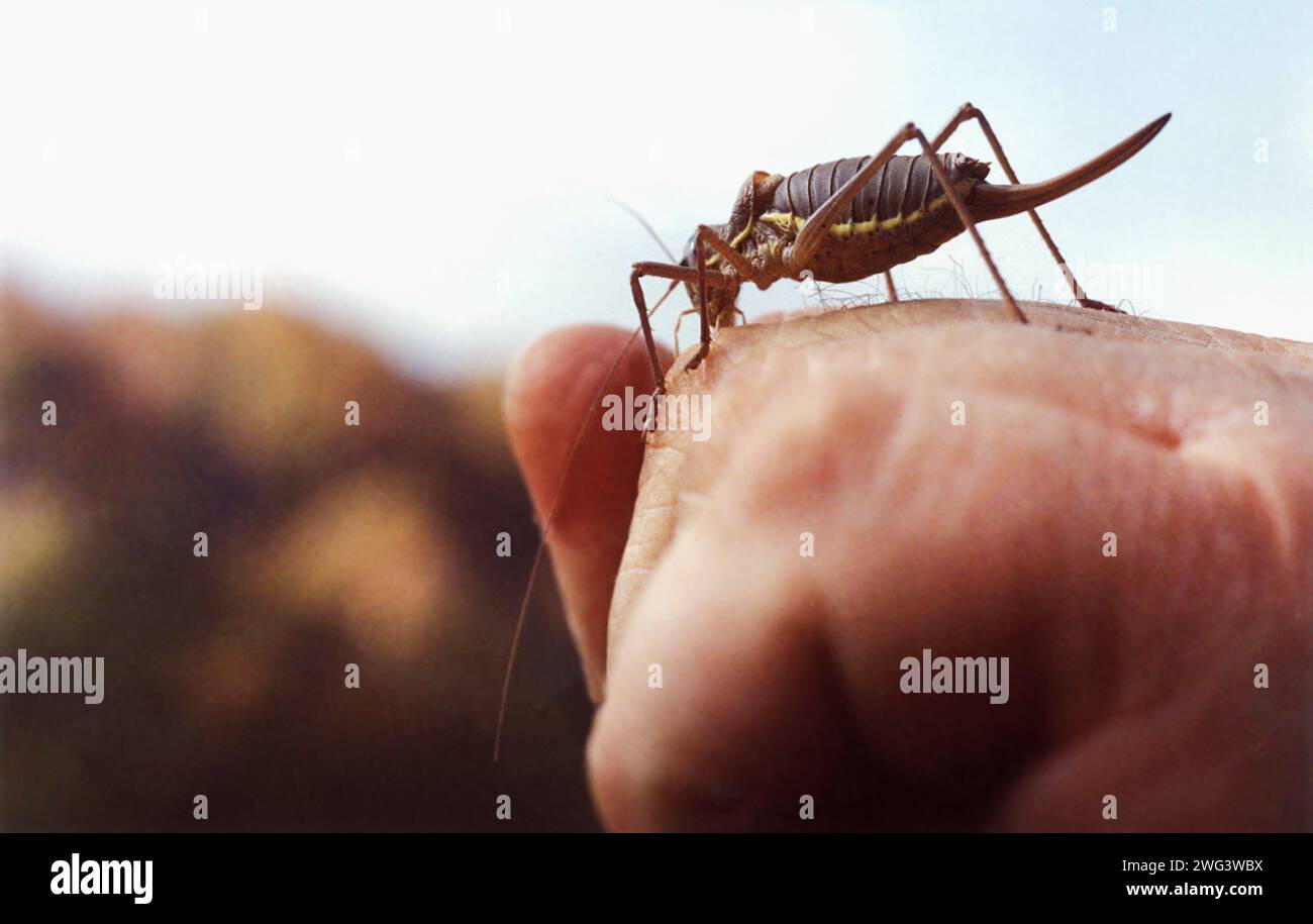 A female Mormon cricket (Anabrus simplex) on a person's hand Stock ...