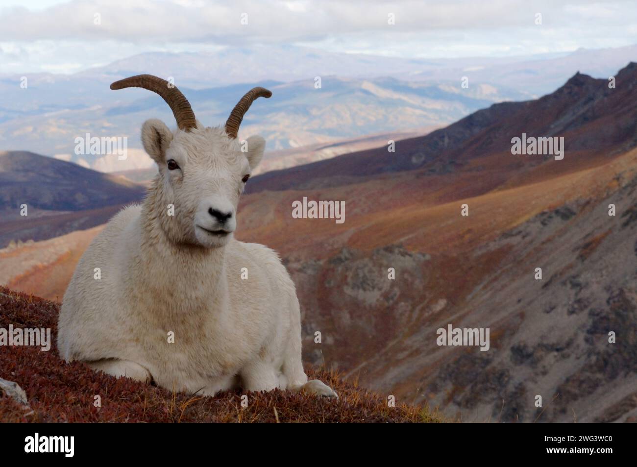 Margaret dall hi-res stock photography and images - Alamy