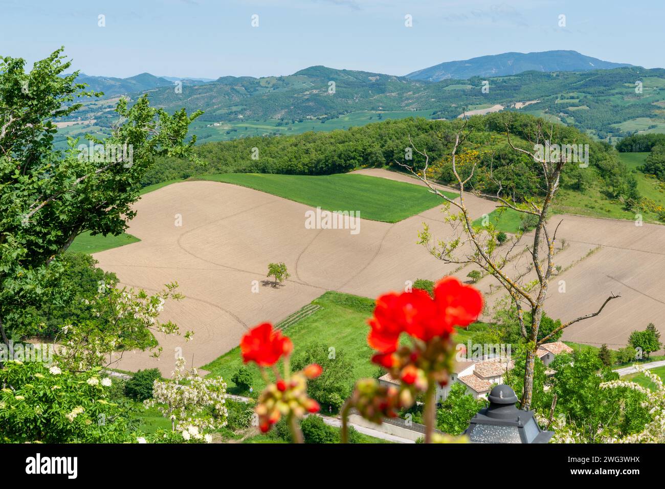 Italian rural landscape with one tree and its shadow in middle of ...
