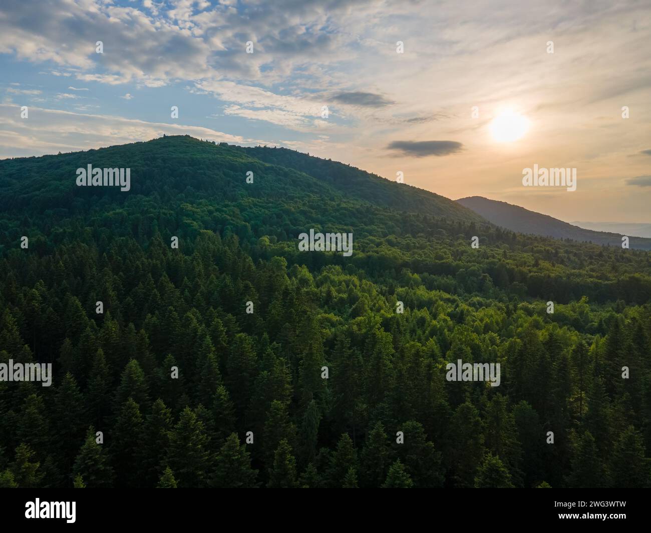Aerial view of green pine forest with dark spruce trees covering ...