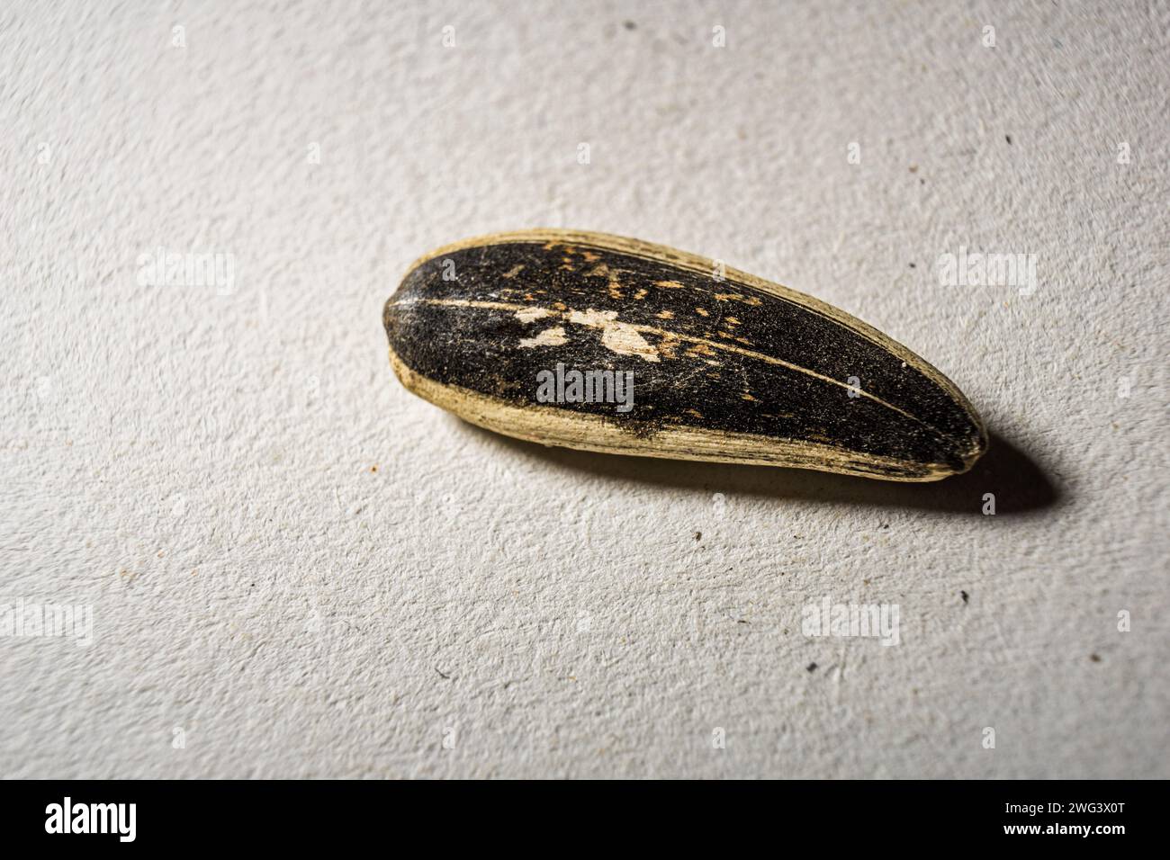 Macro close-up on heap of sunflower seeds detail background texture ...