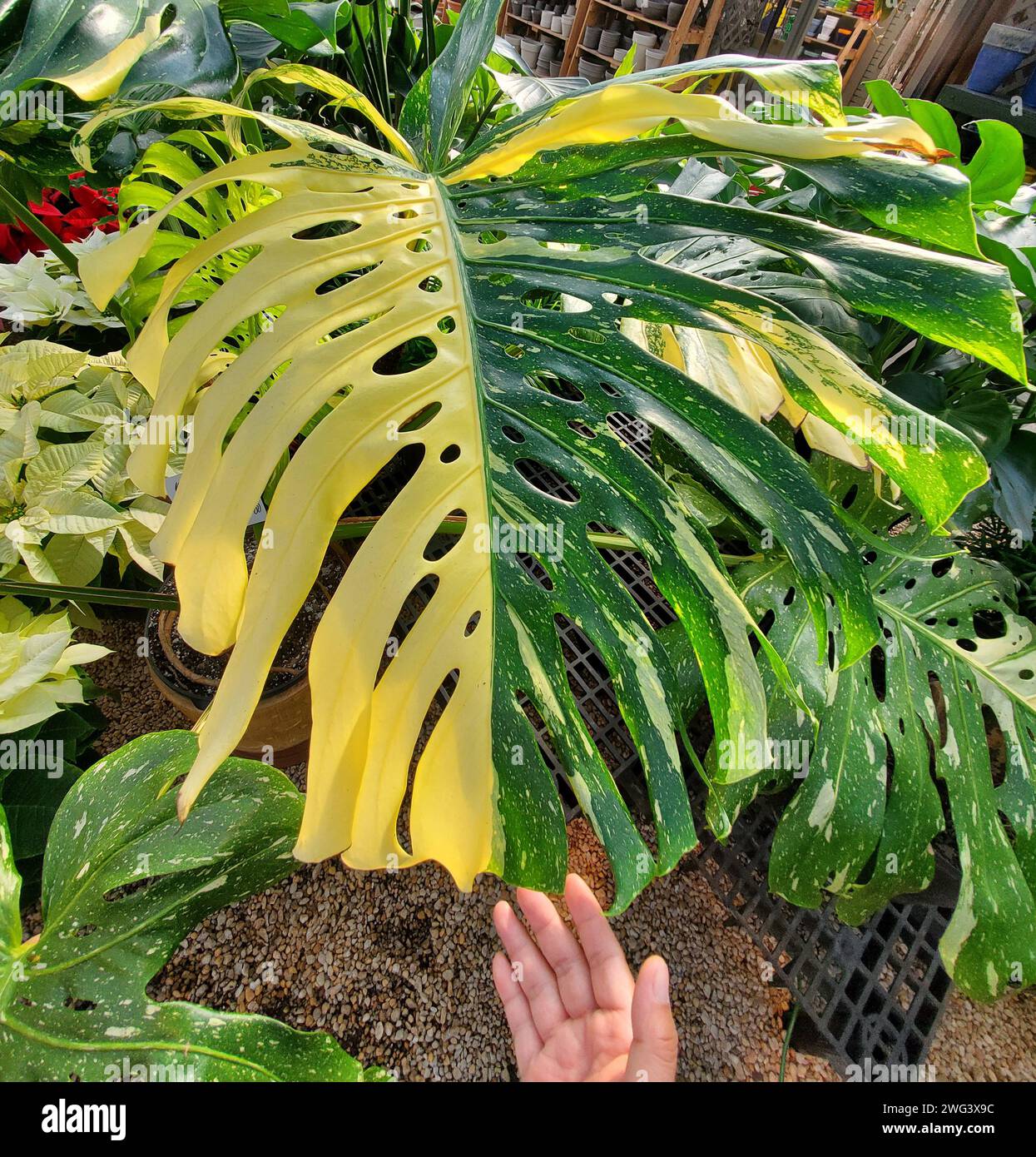 Close up of a highly variegated leaf of Monstera Thai Constellation, a ...