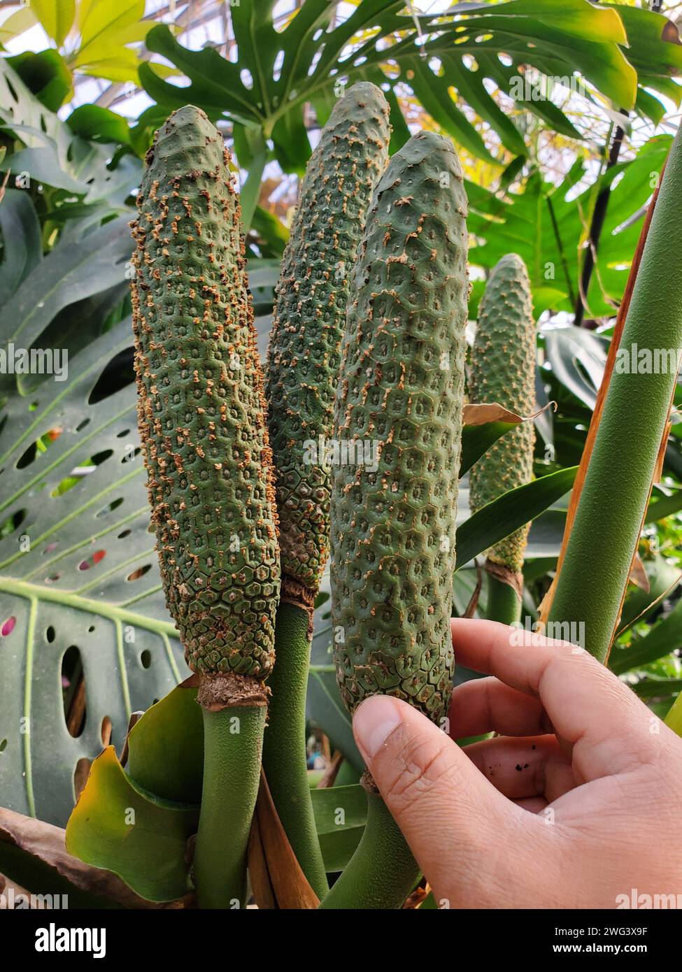 Fresh green climbing monstera hi-res stock photography and images - Alamy
