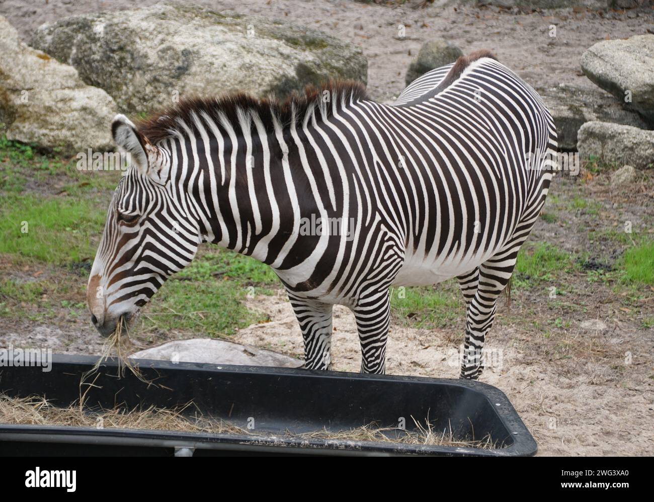 Cute zebra eating grass hi-res stock photography and images - Alamy