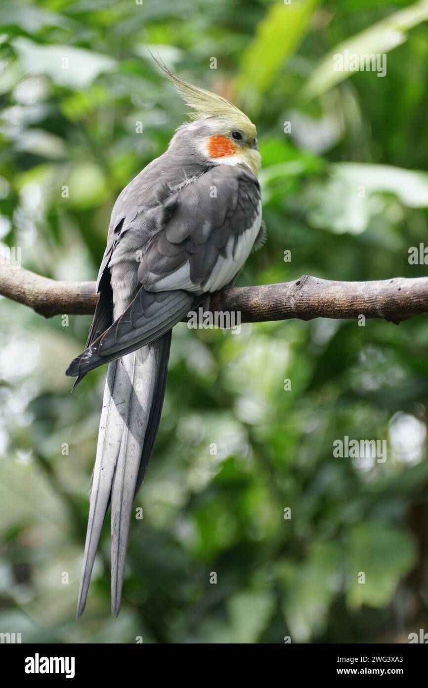 Grey cockatiel hi-res stock photography and images - Alamy