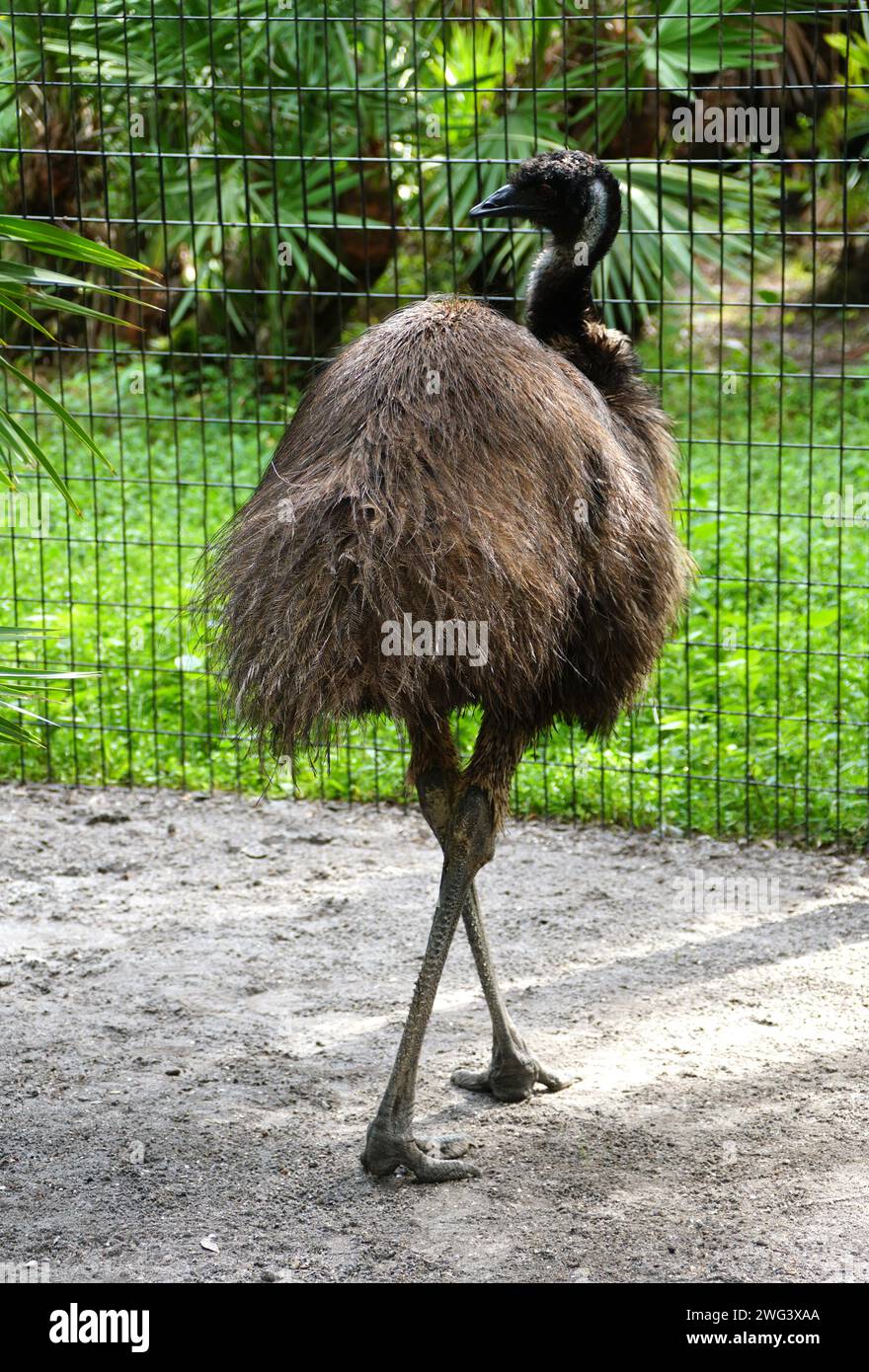 The back side of an adult Emu crossing its legs Stock Photo - Alamy