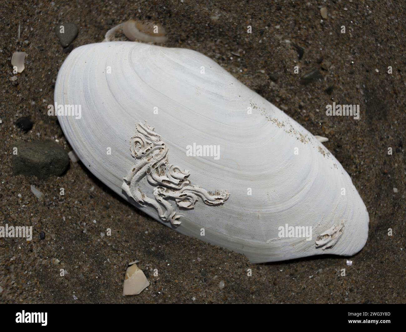 Shell and tube hi-res stock photography and images - Alamy
