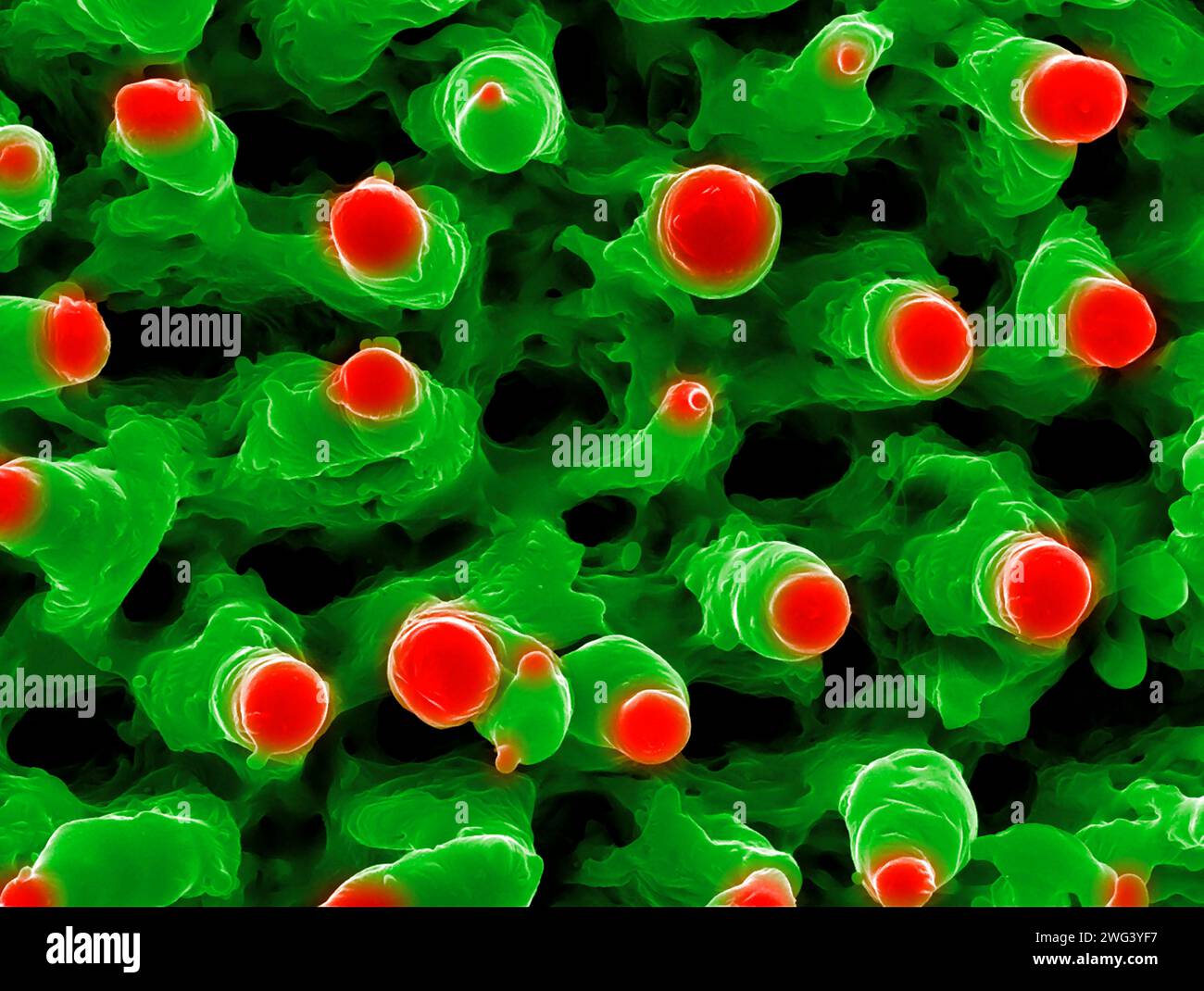 Nanostructures on metal, SEM Stock Photo - Alamy