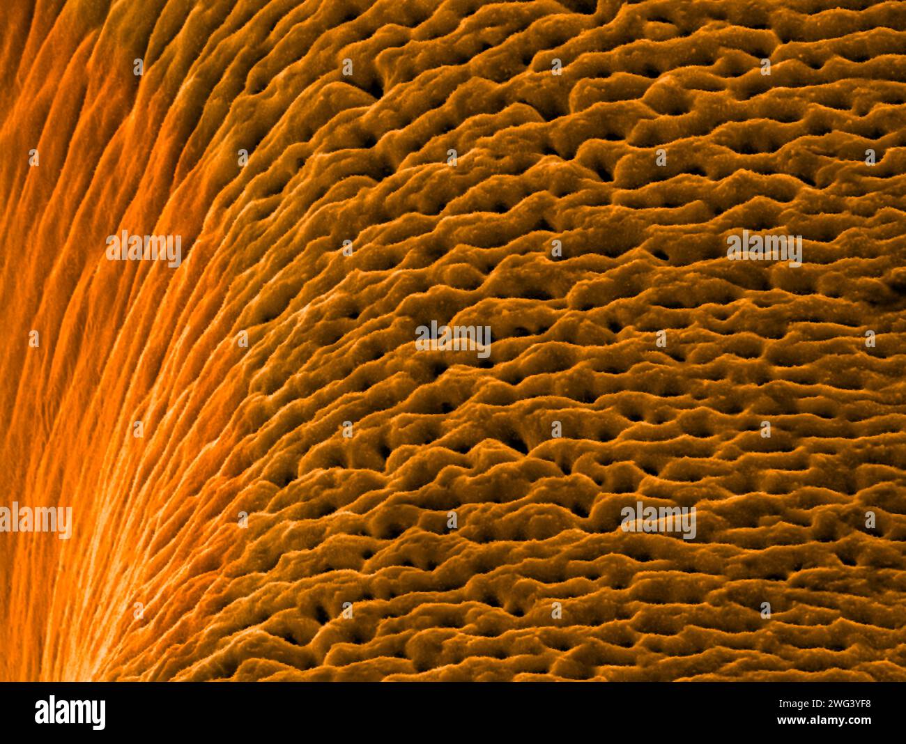 Edge of titanium crater formed by a laser, SEM Stock Photo - Alamy
