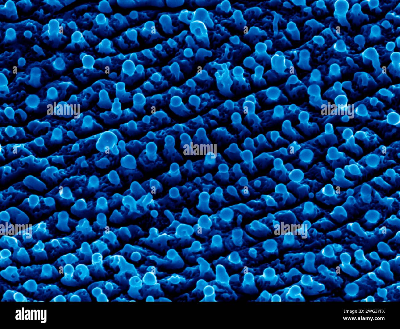 Nanostructures on tungsten, SEM Stock Photo - Alamy