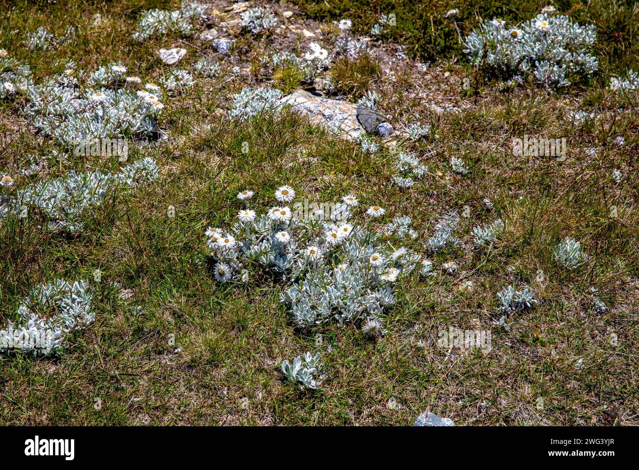 Kosciusko national park, summer flowers in this australian national ...