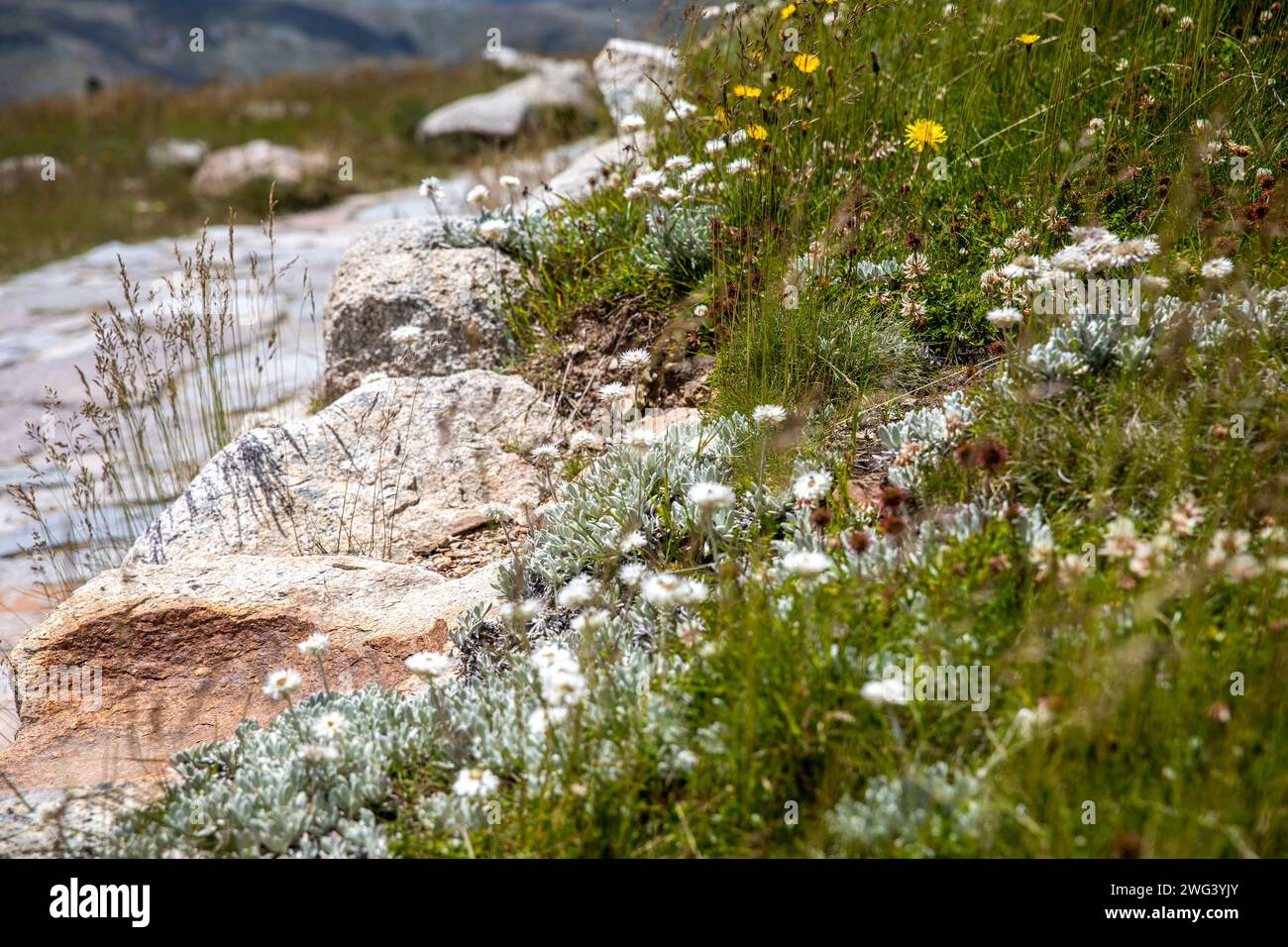 Kosciusko national park, summer flowers in this australian national ...
