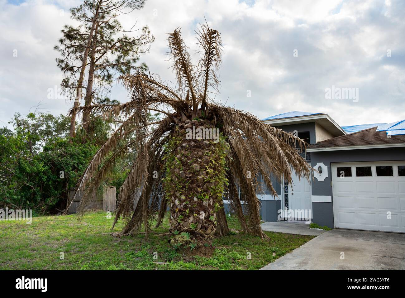 Dead palm tree with dry branches on Florida home backyard. Tree removal ...