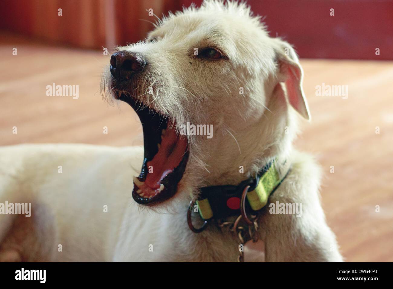 Terrier mix hi-res stock photography and images - Alamy