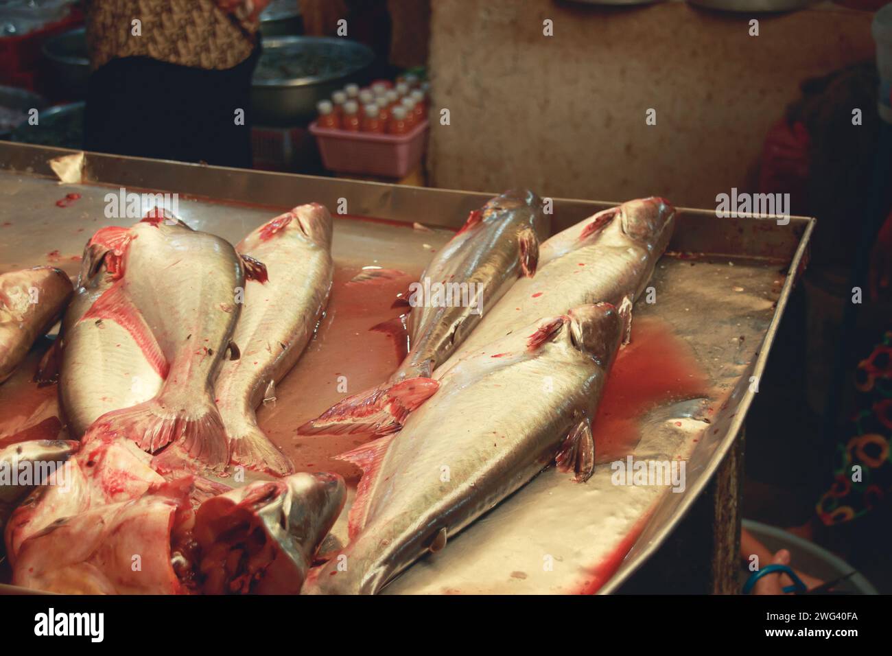 Pangasius catfish hi-res stock photography and images - Alamy